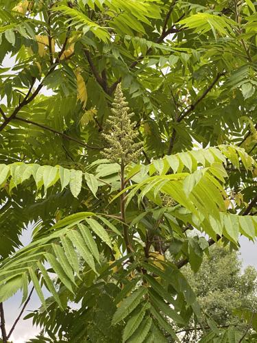 Sumac | | thetomahawk.com