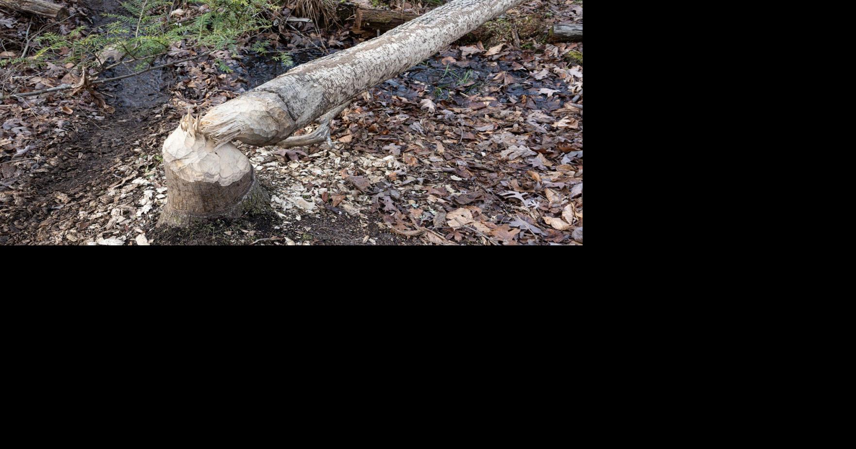 Photos: Beaver work | The Appalachian Adventurer | thetomahawk.com