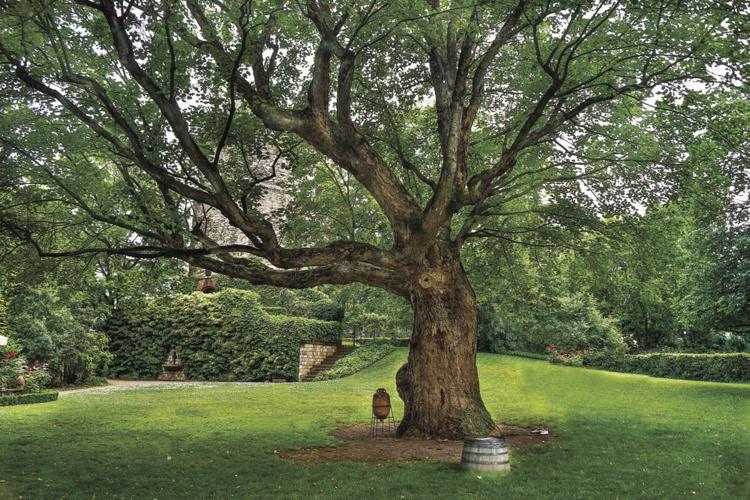 Selecting new trees, maintaining existing trees | Archives ...