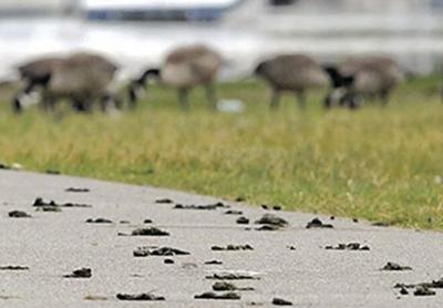 City council addresses poop problem at Ralph Stout Park | Community ...