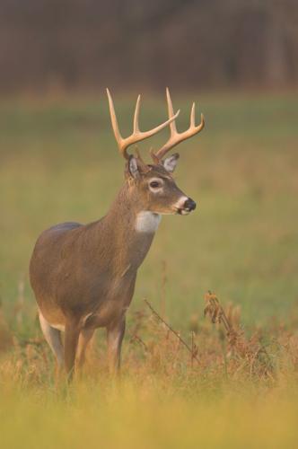 Deer rut is on in northeast Tennessee, southwest Virginia | The ...