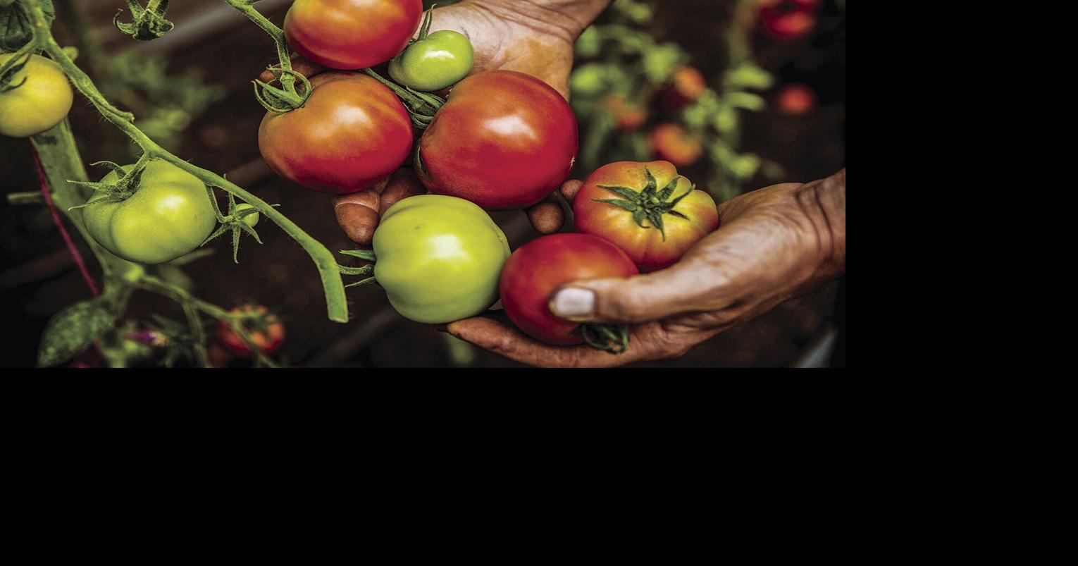 Growing Garden Tomatoes | Community News | thetomahawk.com