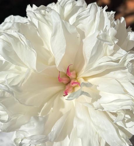 Nevada County Captures: Spring splendor | Multimedia | theunion.com