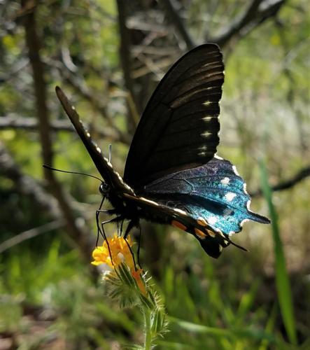 Day hiker: Buttermilk Bend Trail – A wildflower wonderland along the ...