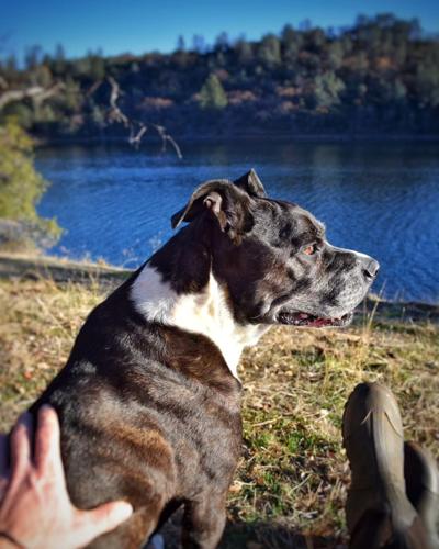 Seeking justice for Mia: Local dog owner said he wants 'accountability ...