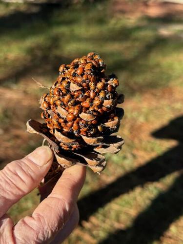 Nevada County Captures: Pine cone of ladybugs | Multimedia | theunion.com