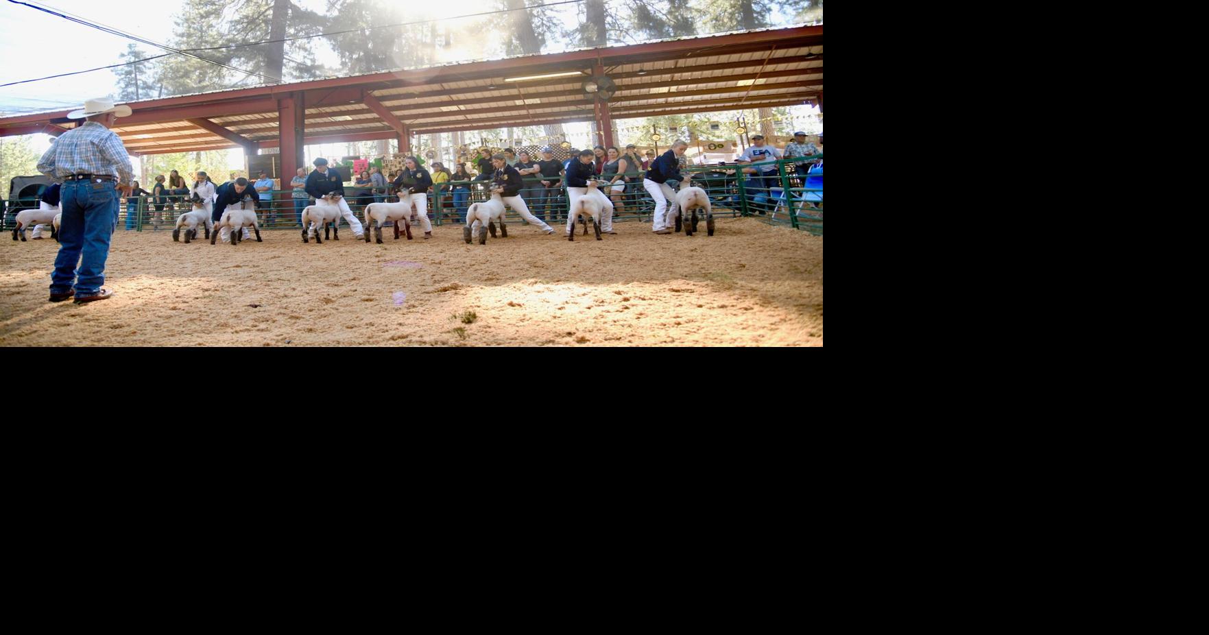 From farm to fair: Local ag youth show off their many animals and hard ...
