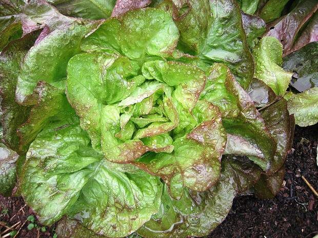 Carolyn Singer: Plant seeds, mulch, and enjoy the fruits of your ...