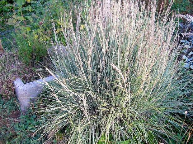 Spangle grass and little blue stem at the meadow’s edge | Entertainment ...