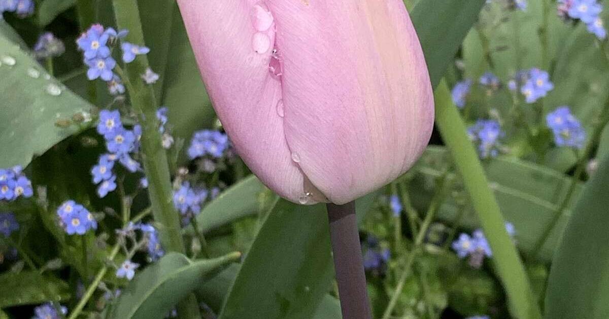 Tulip viewing at Ananda Village extended until May 14: Flowers slow to ...
