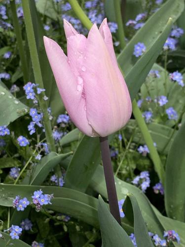 Tulip viewing at Ananda Village extended until May 14: Flowers slow to ...