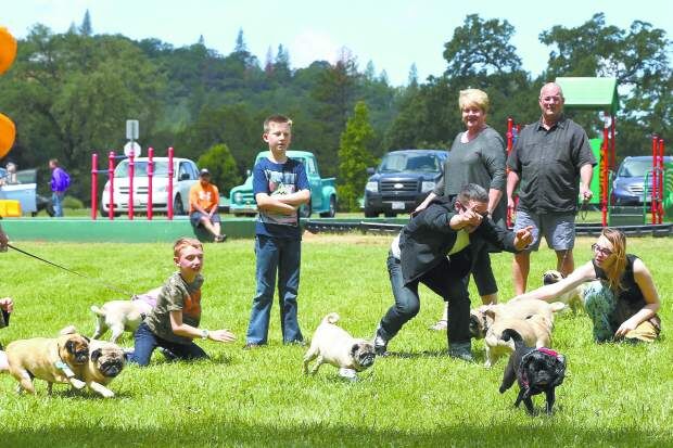 Pug party: Pugs compete in the Pug Races | News | theunion.com