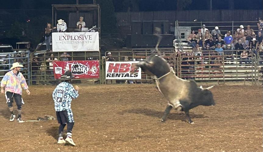 Mutton bustin' champion and bull and bronc riding at the county fair ...