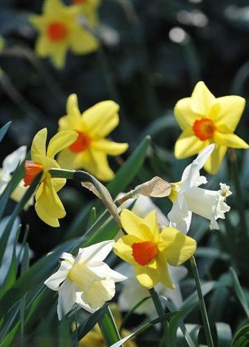 Springtime at Ananda, 17,000 tulips on display | News | theunion.com