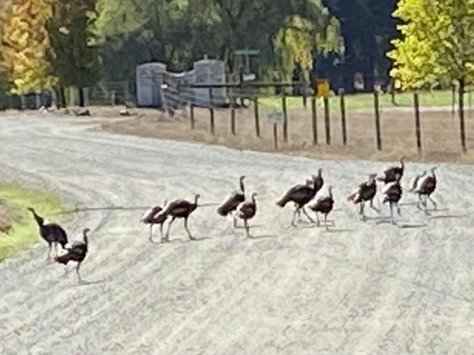 Nevada County Captures: Run Turkeys! Thanksgiving is coming soon ...