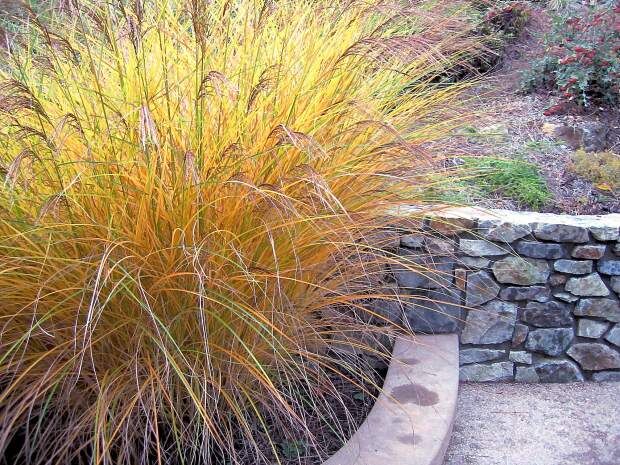 Grasses dance with winter winds | Entertainment | theunion.com