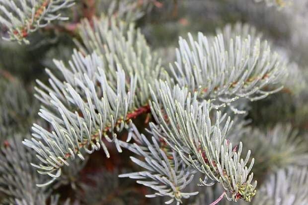Cutting a holiday tree is a tradition for many as season gets underway ...