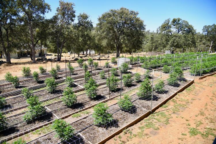 From seed to sale: First retail cannabis farm in California beginning ...