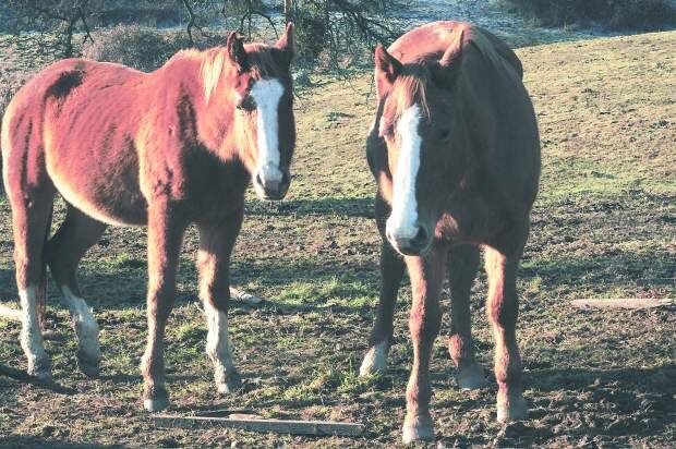 41 horses seized by Nevada County Animal Control | News | theunion.com