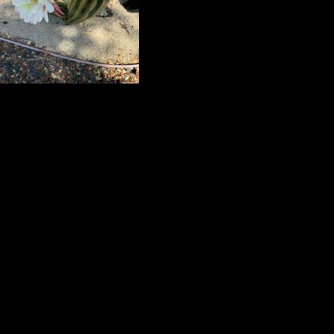 Nevada County Captures: One Day Flower | Multimedia | theunion.com