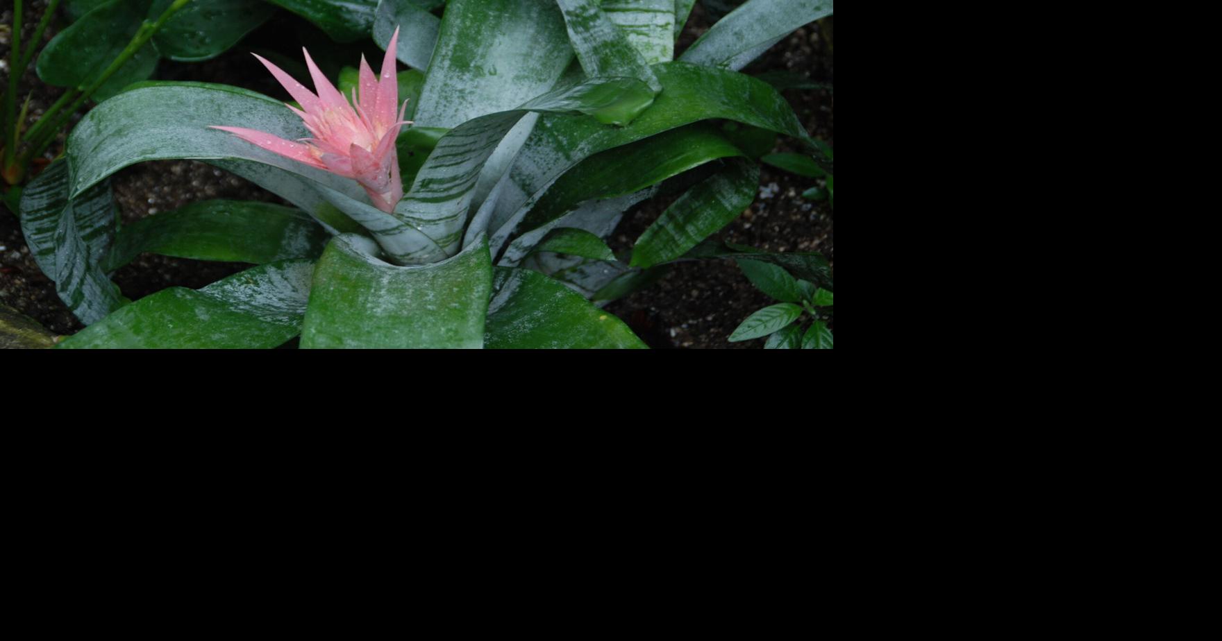 Melinda Myers: Easy-care flowering indoor plants | Lifestyles ...