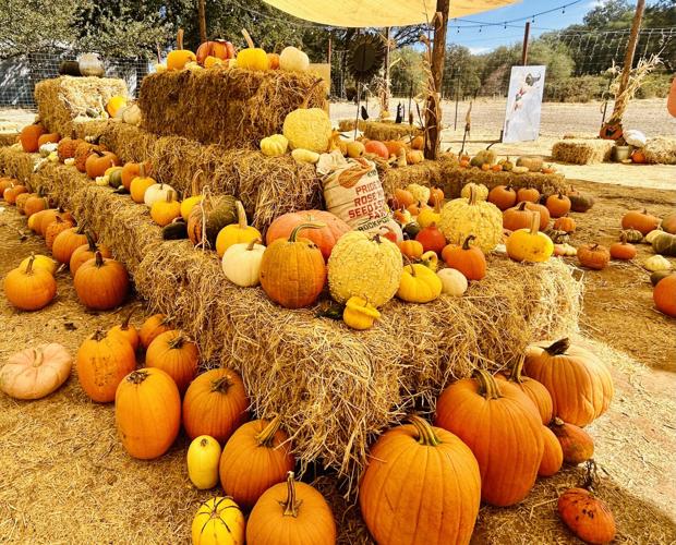 Twists and turns of terror: The Haunted House Pumpkin Patch provides ...