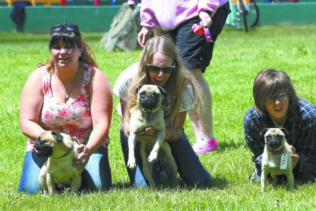 Pug party: Pugs compete in the Pug Races | News | theunion.com