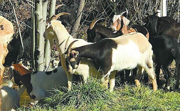 Chew on this: Grazing demo draws dozens of goat fans to Nevada City’s ...