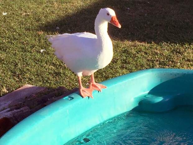 Nevada County Captures: Champion Falls, a buck and GiGi the goose ...