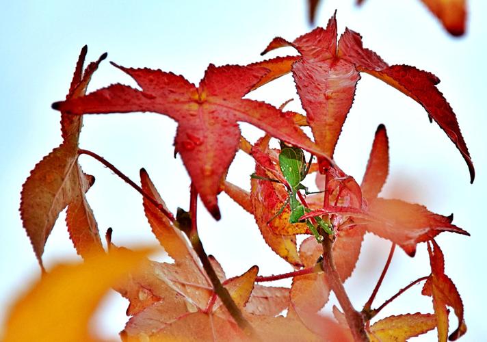 Nevada County Captures: Praying mantis, hiding from the rain under fall ...