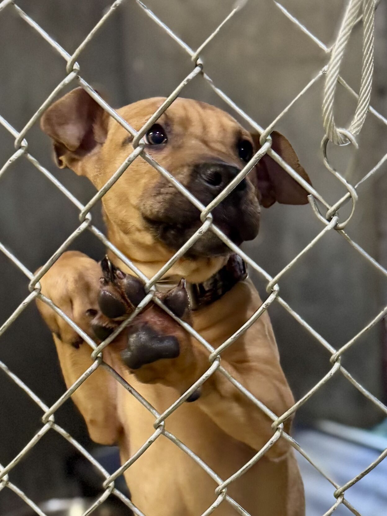 Grass Valley Animal Shelter