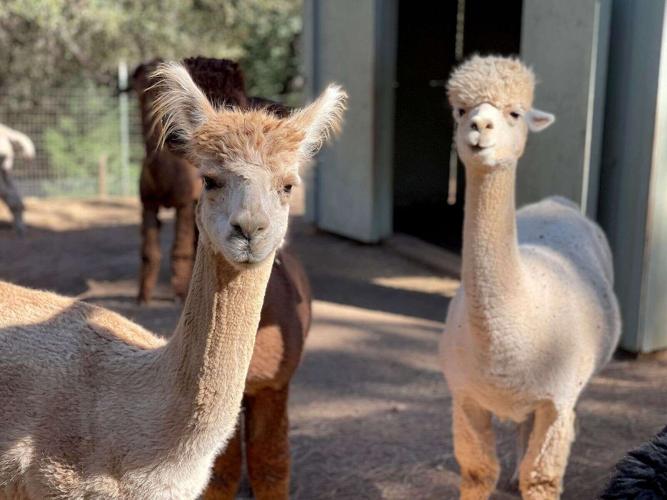 All about alpacas: Sierra Rose Alpacas offers farm tours during yarn ...
