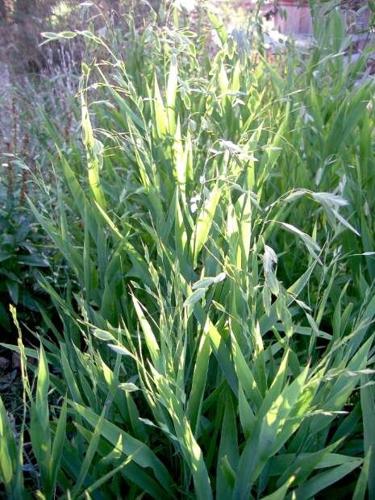 Spangle grass and little blue stem at the meadow’s edge | Entertainment ...