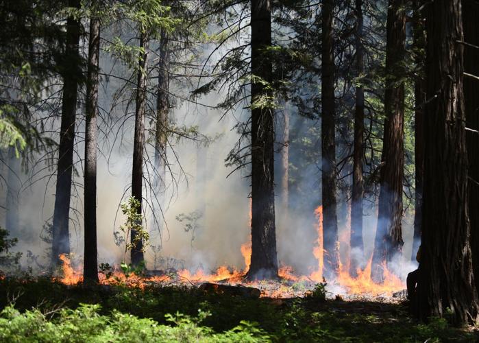 Bringing good fire to the land: Tahoe National Forest conducts ...