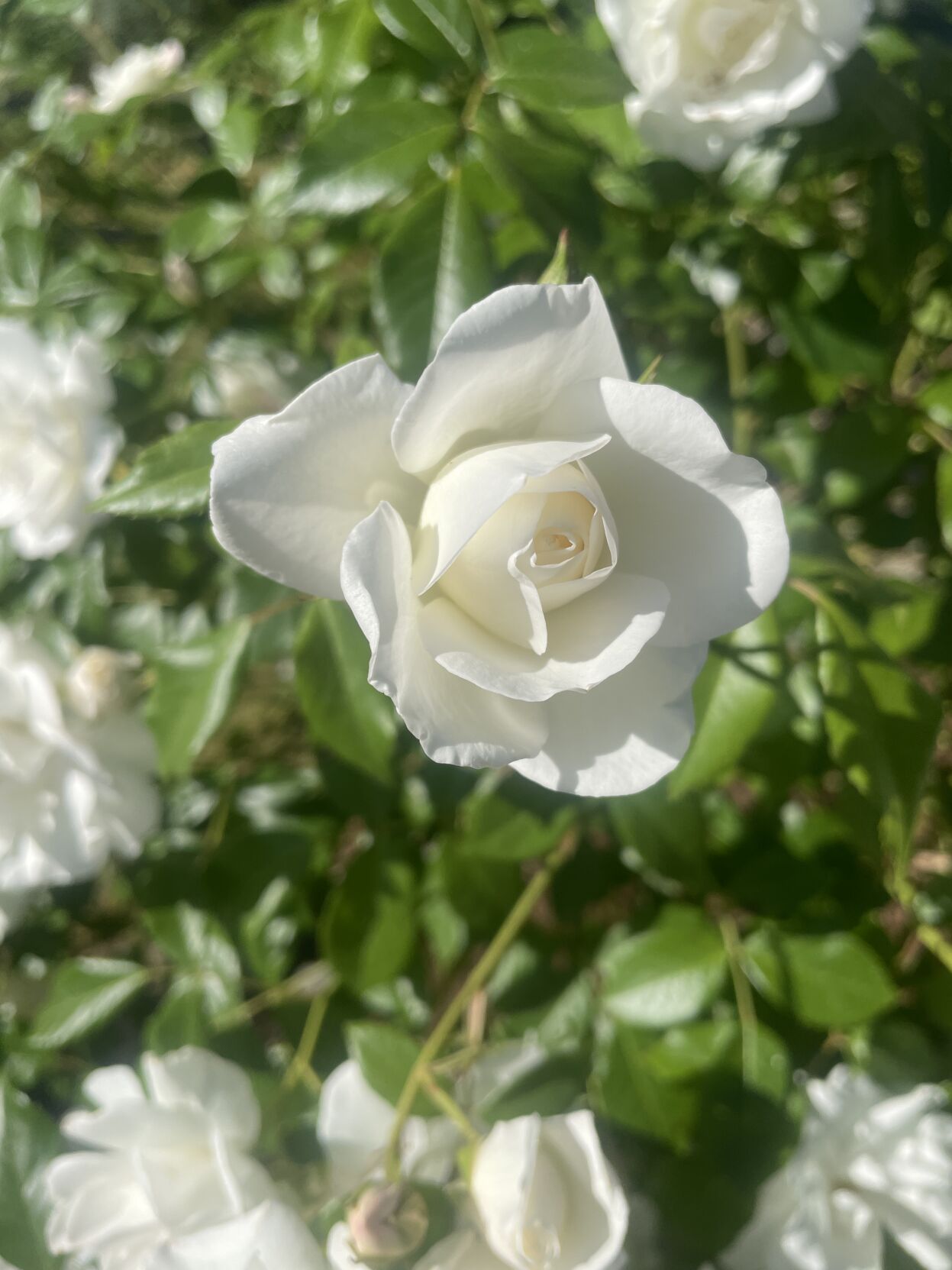 Nevada County captures: Perfection! | Multimedia | theunion.com