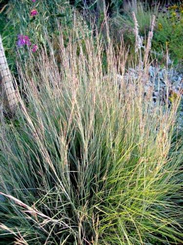 Spangle grass and little blue stem at the meadow’s edge | Entertainment ...