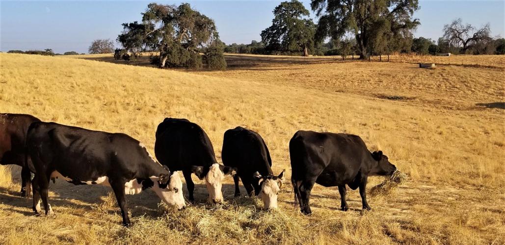 Ranch tour at Richard’s Regenerative Grass Fed Beef Ranch ...