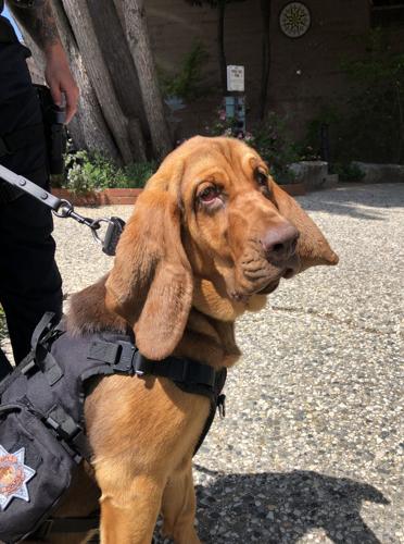 Welcome home Ruby: Nevada City's new K9 is getting ready for action ...