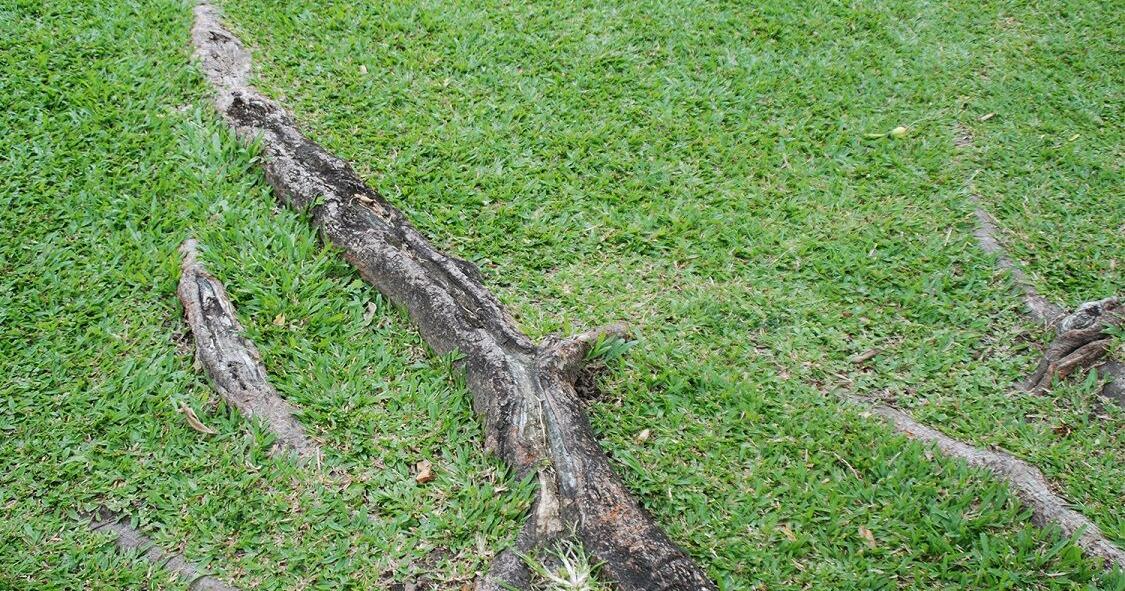 Melinda Myers: Dealing with tree surface roots | Lifestyles | theunion.com