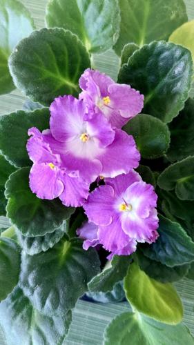 Nevada County Captures: African violet | Multimedia | theunion.com