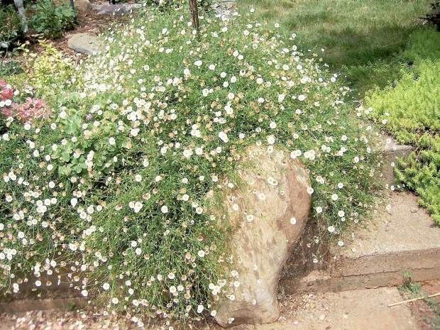 Spangle grass and little blue stem at the meadow’s edge | Entertainment ...
