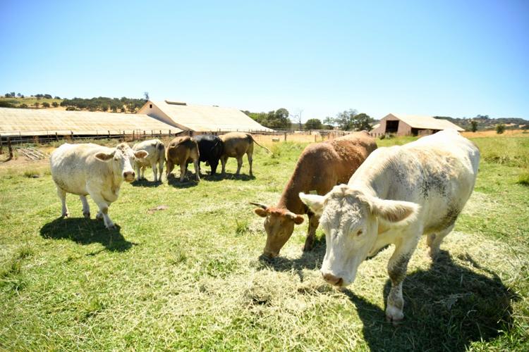 Crop and Livestock Report shows 30% increases from previous year | News ...