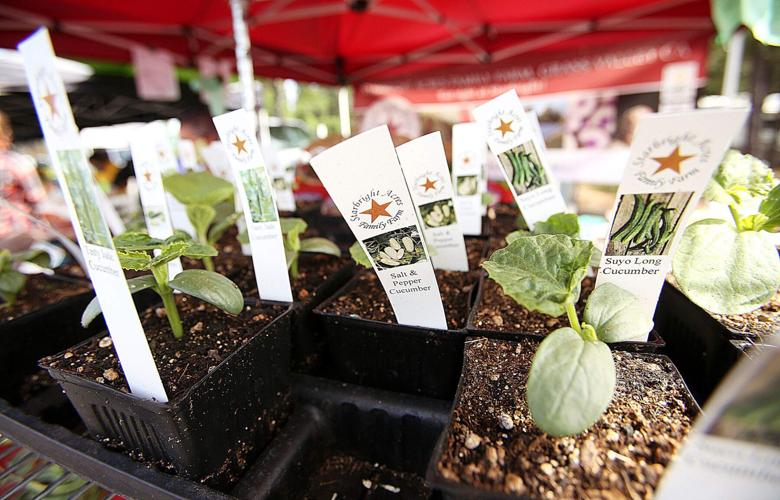 Making the move: Grass Valley Farmers’ Market takes up new McKnight ...