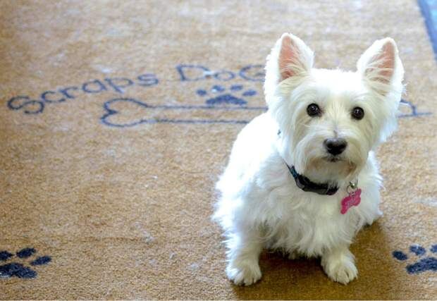 Pet owners going all-natural, raid fridge to feed Fido | Entertainment ...