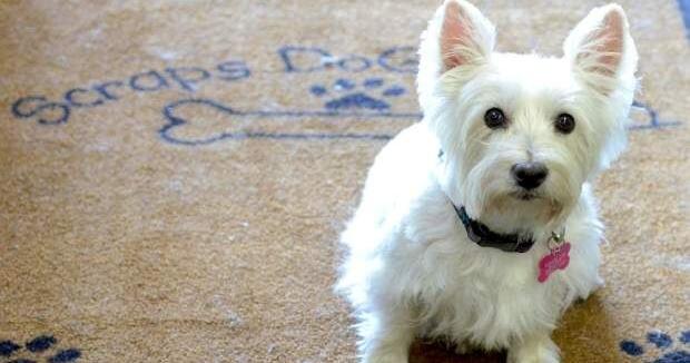 Pet owners going all-natural, raid fridge to feed Fido | Entertainment ...