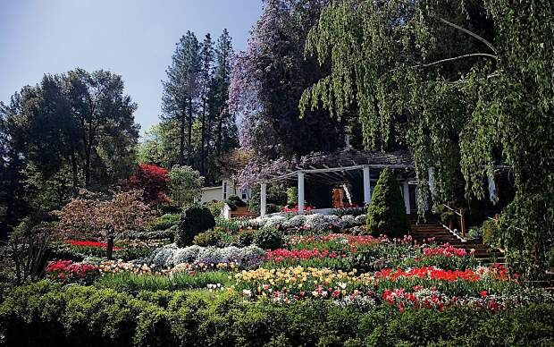 Annual tulip bonanza to open at Ananda | Entertainment | theunion.com