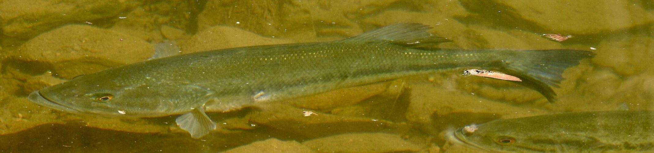 Nevada County Captures: Shallow water at Englebright Reservoir ...