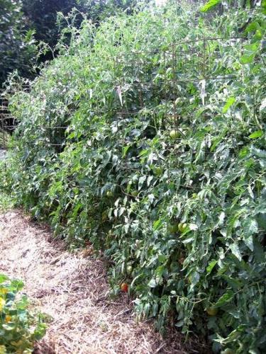 Spangle grass and little blue stem at the meadow’s edge | Entertainment ...