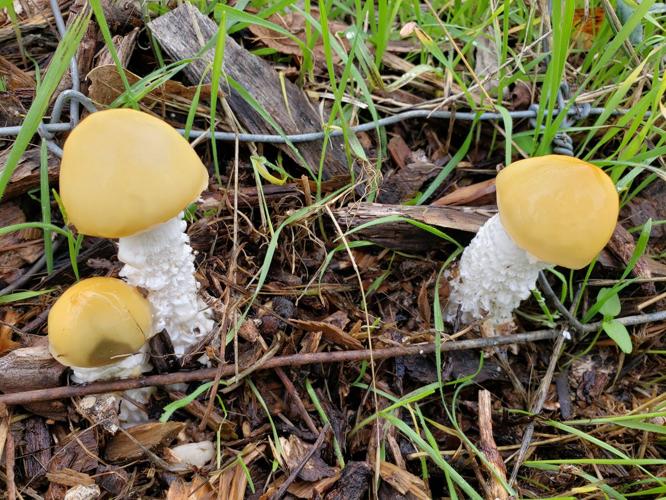 Al Stahler: Fungal cousins | Lifestyles | theunion.com