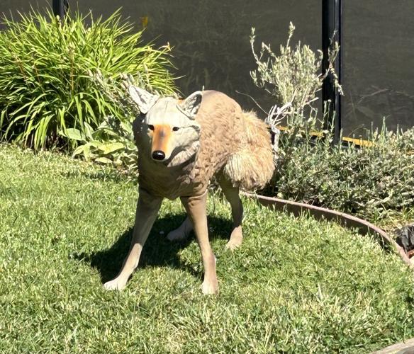 Newsom checks in on local CAL FIRE air attack: Latest tech innovations ...